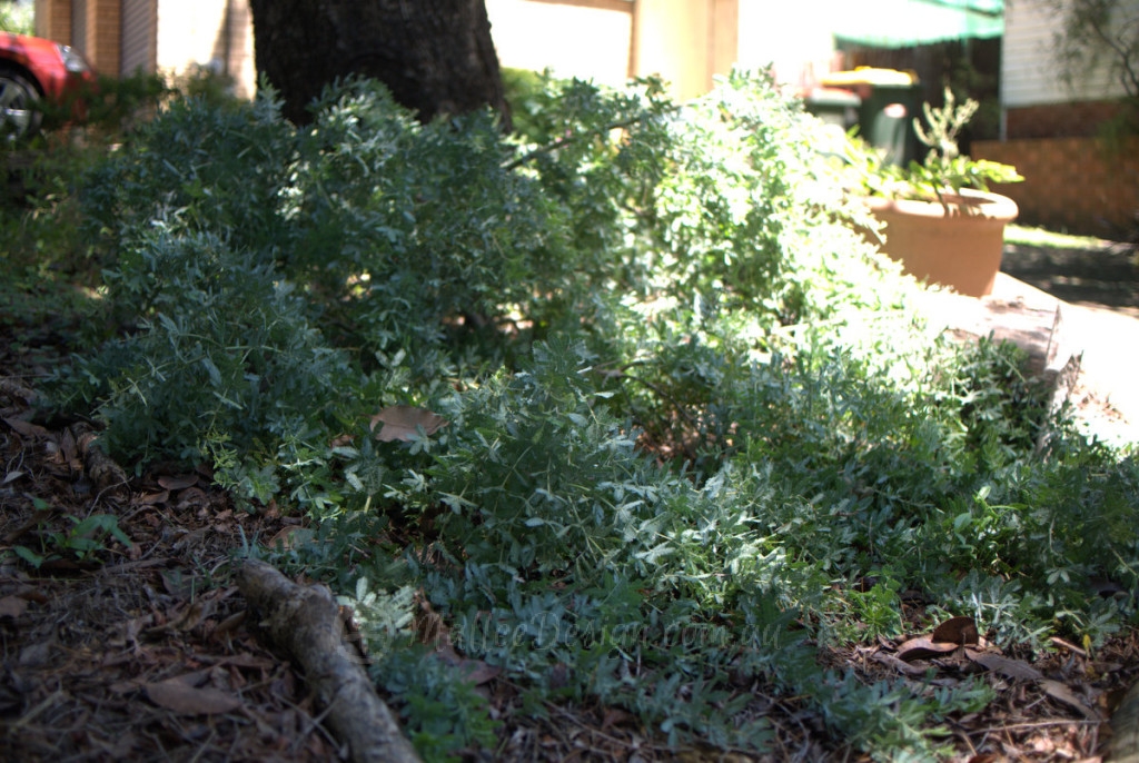 Grey ground cover – Mallee Design