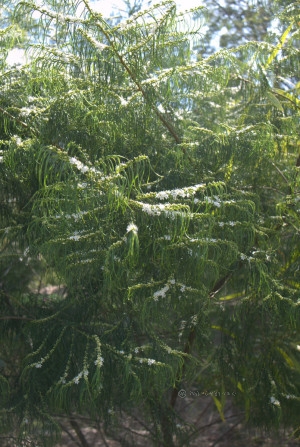 A Persoonia… – Mallee Design