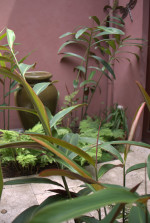 Native ginger: Alpinia caerulea ‘Red Back’ – Mallee Design