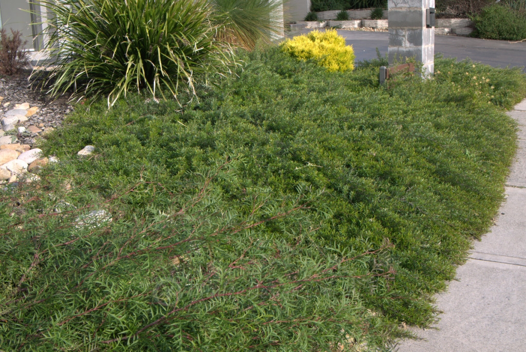 Crazy Carpeting Grevillea ground-covers – Mallee Design