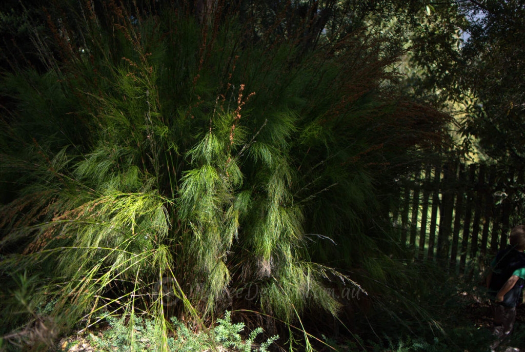Soft Feathery Grass: Baloskion tetraphyllum – Mallee Design