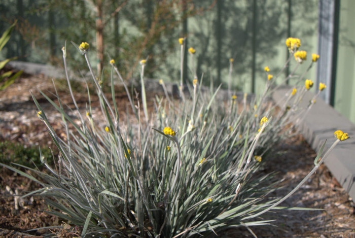 Spring Yellow: Conostylis candicans – Mallee Design