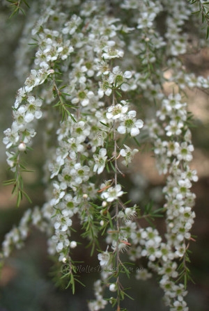 Delicate Tea Trees: Leptospermum ‘Cardwell’ – Mallee Design