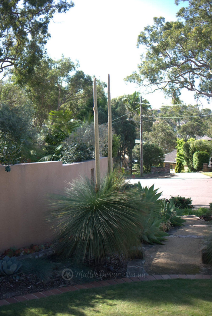 Amazing nature strip garden with real street address! – Mallee Design