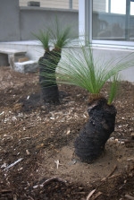 How to Plant a Grass Tree – Mallee Design