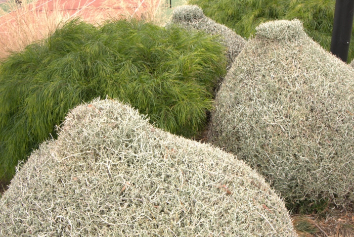 Cushion Bush Breasts – Mallee Design
