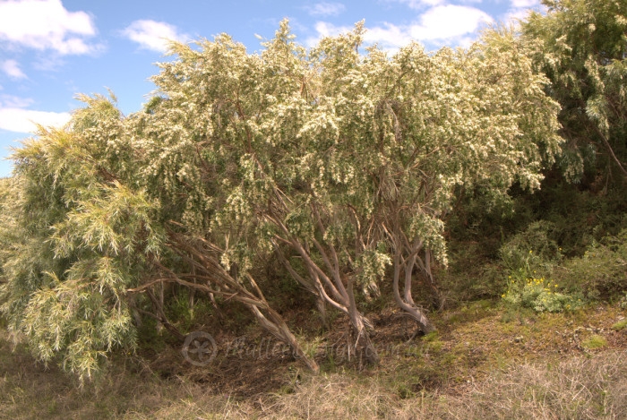 Silver Tea Tree: Leptospermum brachyandrum ‘Silver’ – Mallee Design