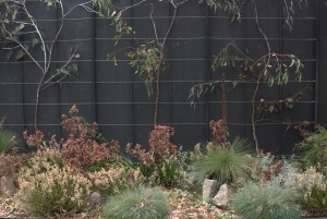 Eucalyptus ‘Silver Princess’ at Heide – Mallee Design