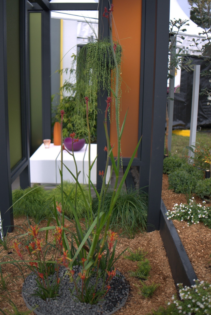 Native Plants at the Sydney Garden Show 2014 – Mallee Design
