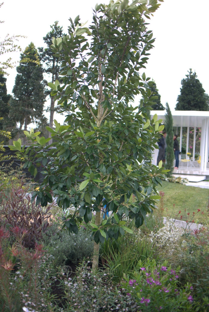 Small Shade Tree: Tristaniopsis laurina – Mallee Design
