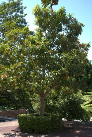 Super Showy Waratah: Alloxylon flammeum – Mallee Design