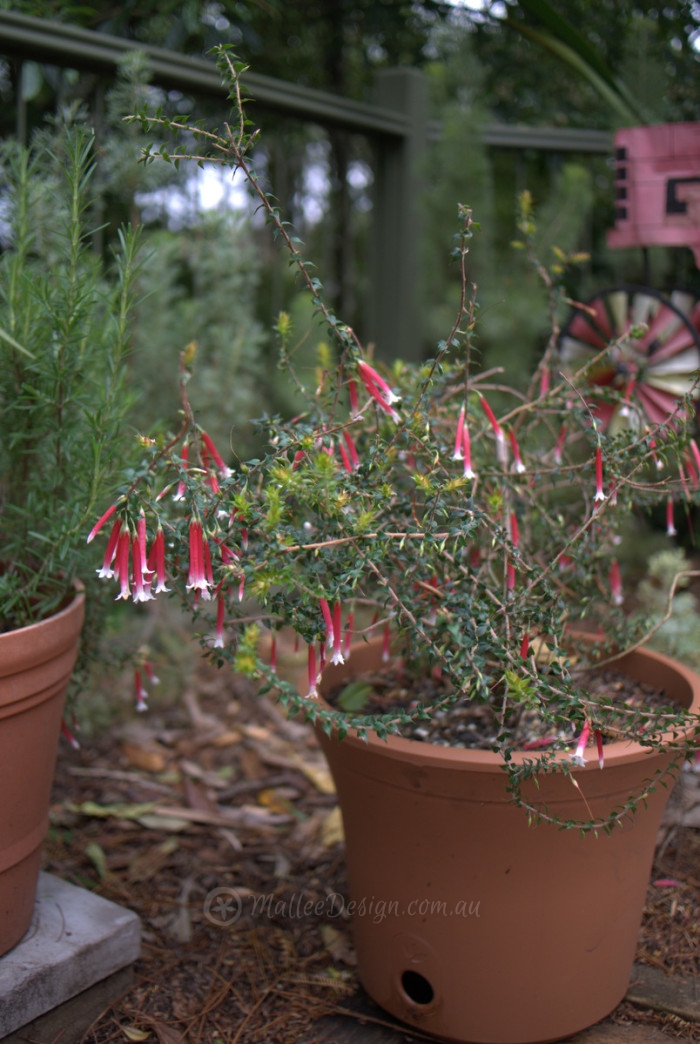 Natives for Pots and Containers Part 2 – Mallee Design