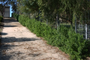 Dodonaea Hedges – Mallee Design