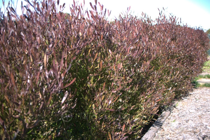 Dodonaea Hedges – Mallee Design