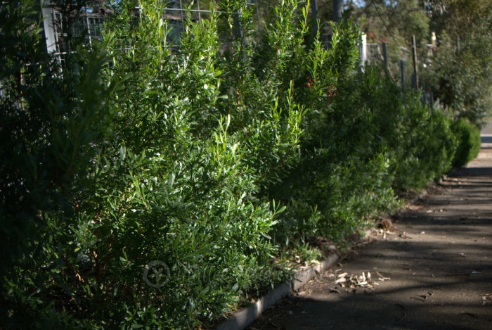 Dodonaea Hedges – Mallee Design