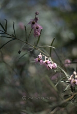 Joseph Banks Native Plants Reserve – Mallee Design