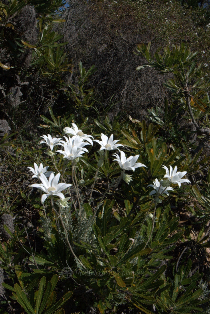 Tough as nails: Actinotus helianthi – Mallee Design