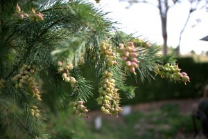 My favourite geebung: Persoonia pinifolia – Mallee Design