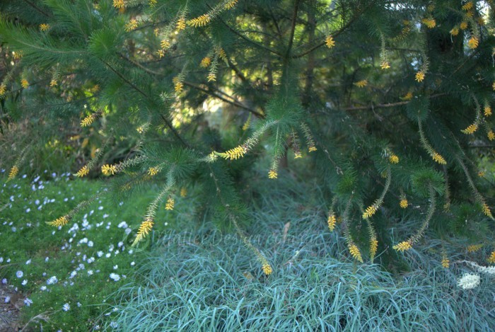 My favourite geebung: Persoonia pinifolia – Mallee Design