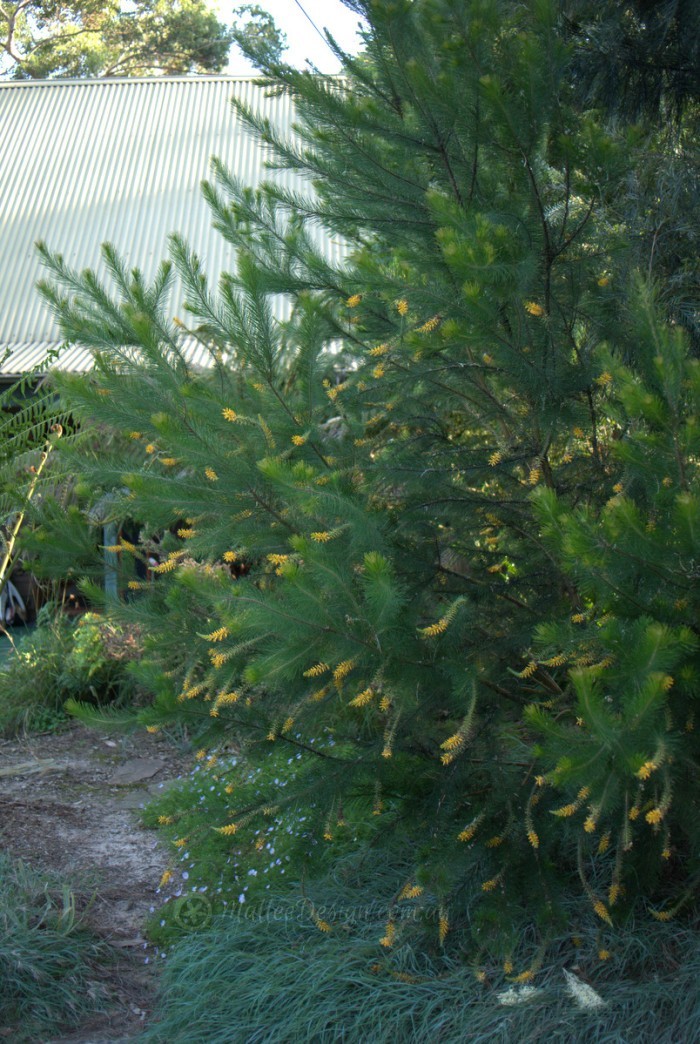 My favourite geebung: Persoonia pinifolia – Mallee Design