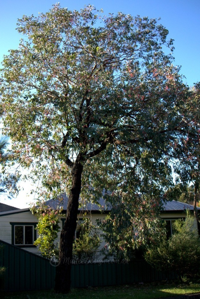 ‘Red Iron Bark’ – Eucalyptus sideroxylon Rosea – Mallee Design
