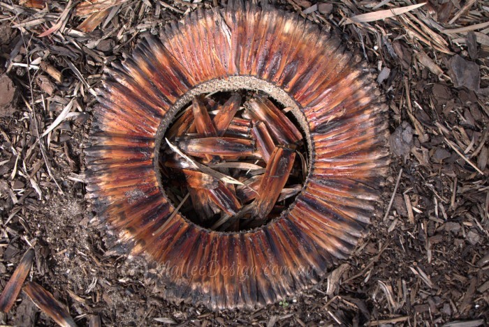 Grass Trees of Fremantle – Mallee Design