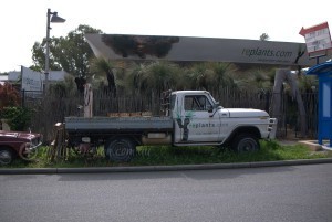 Grass Trees of Fremantle – Mallee Design