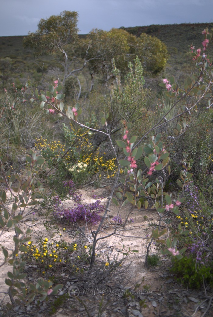 Hi Vallee Farm: Kwongan Country – Mallee Design
