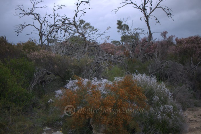 Hi Vallee Farm: Kwongan Country – Mallee Design