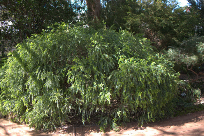 The Beautiful Gardens of Zanthorrea Nursery – Mallee Design