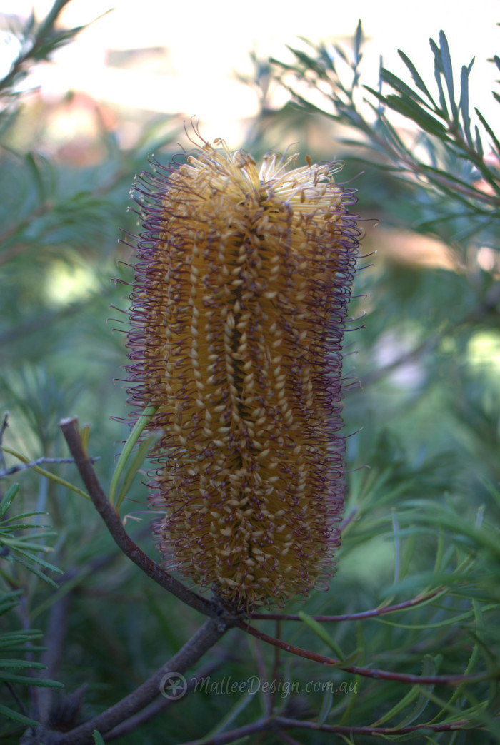 The Beautiful Gardens of Zanthorrea Nursery – Mallee Design