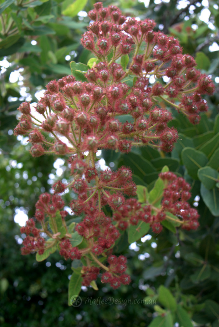Perfect Small Feature Tree: Angophora hispida – Mallee Design