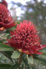 What is it with Waratah’s? – Mallee Design