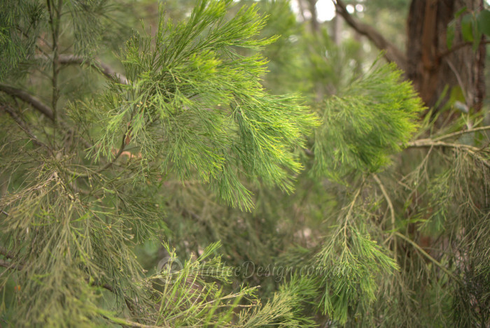 Native Cherry Tree : Exocarpos cupressiformis – Mallee Design
