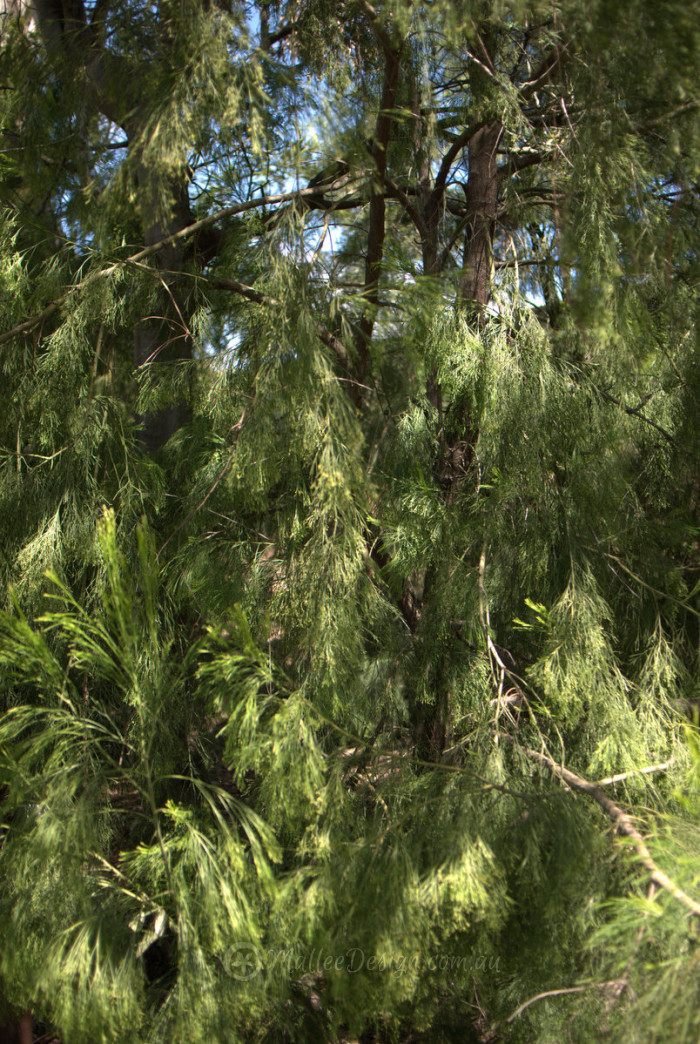Native Cherry Tree : Exocarpos cupressiformis – Mallee Design