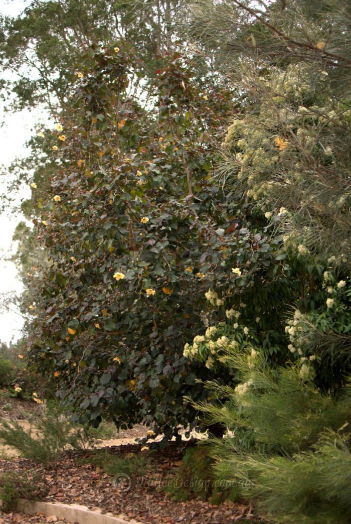 My Favourite Native Hibiscus – Mallee Design