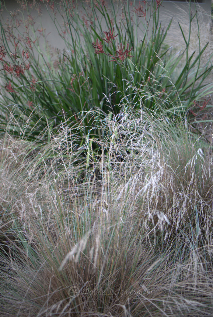 Poa I love You! – Mallee Design