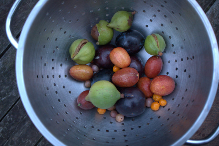 Autumn Bush Foods – Mallee Design