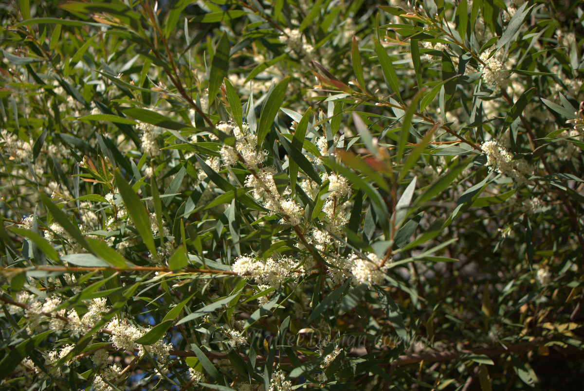Quick Screen & Habitat: Hakea salicifolia – Mallee Design