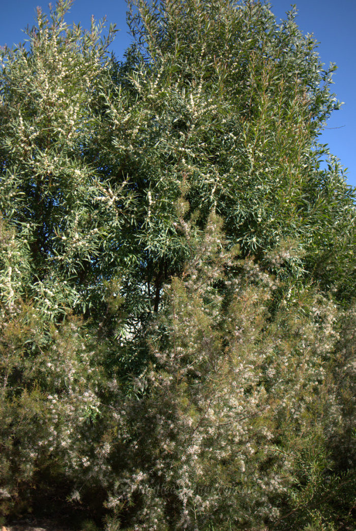Quick Screen & Habitat: Hakea salicifolia – Mallee Design