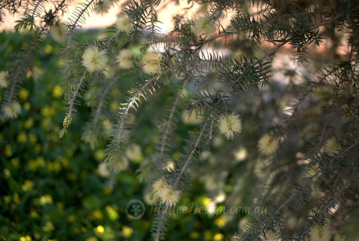 The aptly named Grey Honey Myrtle: Melaleuca incana – Mallee Design