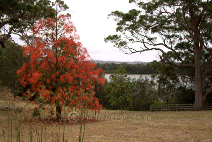 The Iconic Illawarra Flame Tree: Brachychiton acerifolius – Mallee Design