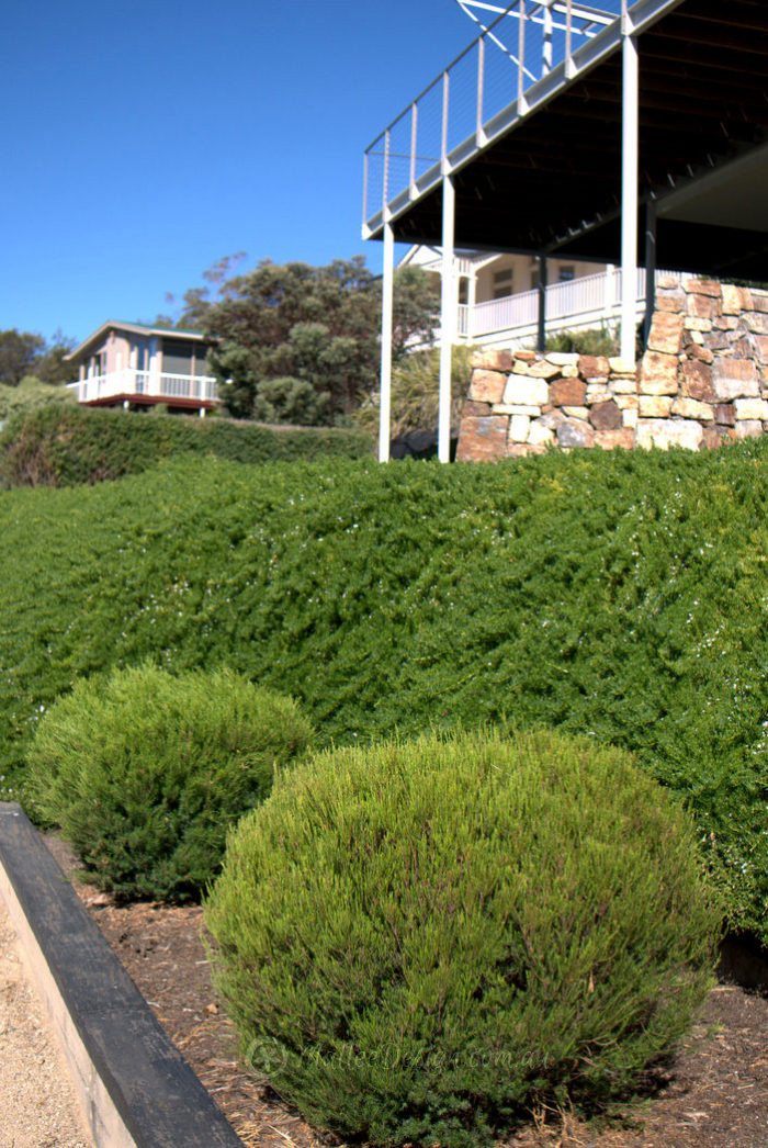 The ‘New’ formal Native Garden – Mallee Design