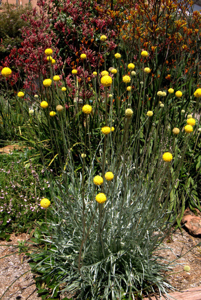 The happiest Daisy: Pycnosorus globosus – Mallee Design