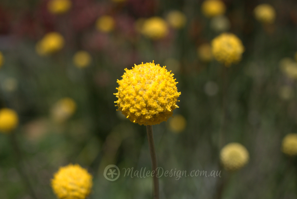 The happiest Daisy: Pycnosorus globosus – Mallee Design