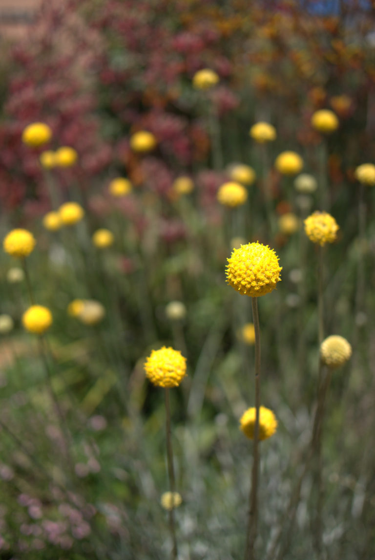 The happiest Daisy: Pycnosorus globosus – Mallee Design