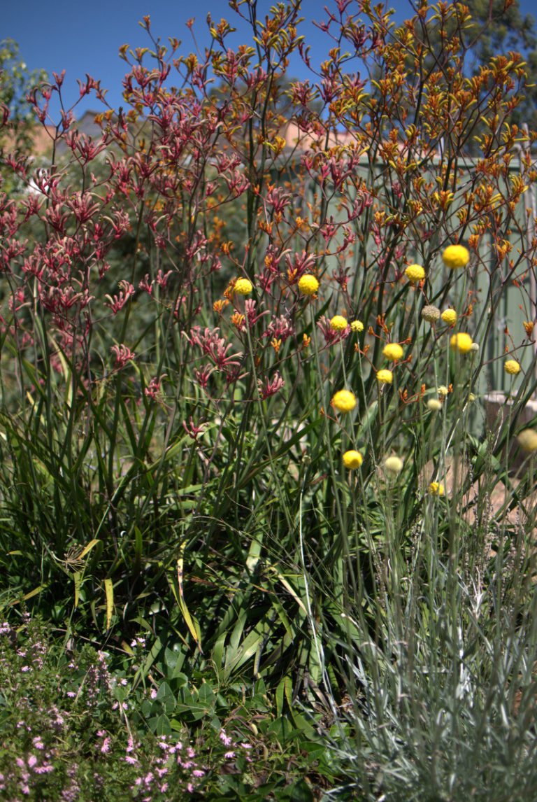 The happiest Daisy: Pycnosorus globosus – Mallee Design