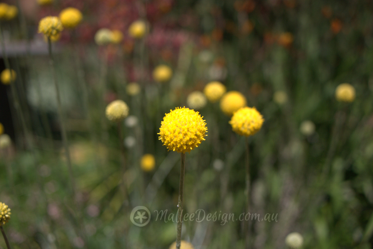 The happiest Daisy: Pycnosorus globosus – Mallee Design