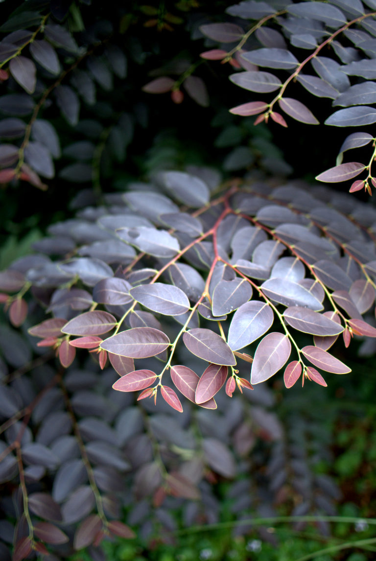 My obsession with Breynia ‘Ironstone’ – Mallee Design