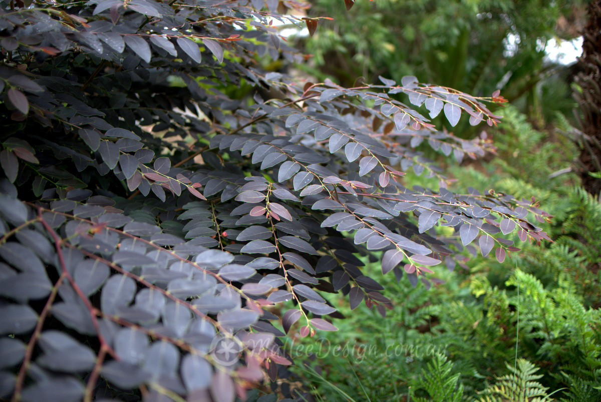 My obsession with Breynia ‘Ironstone’ – Mallee Design